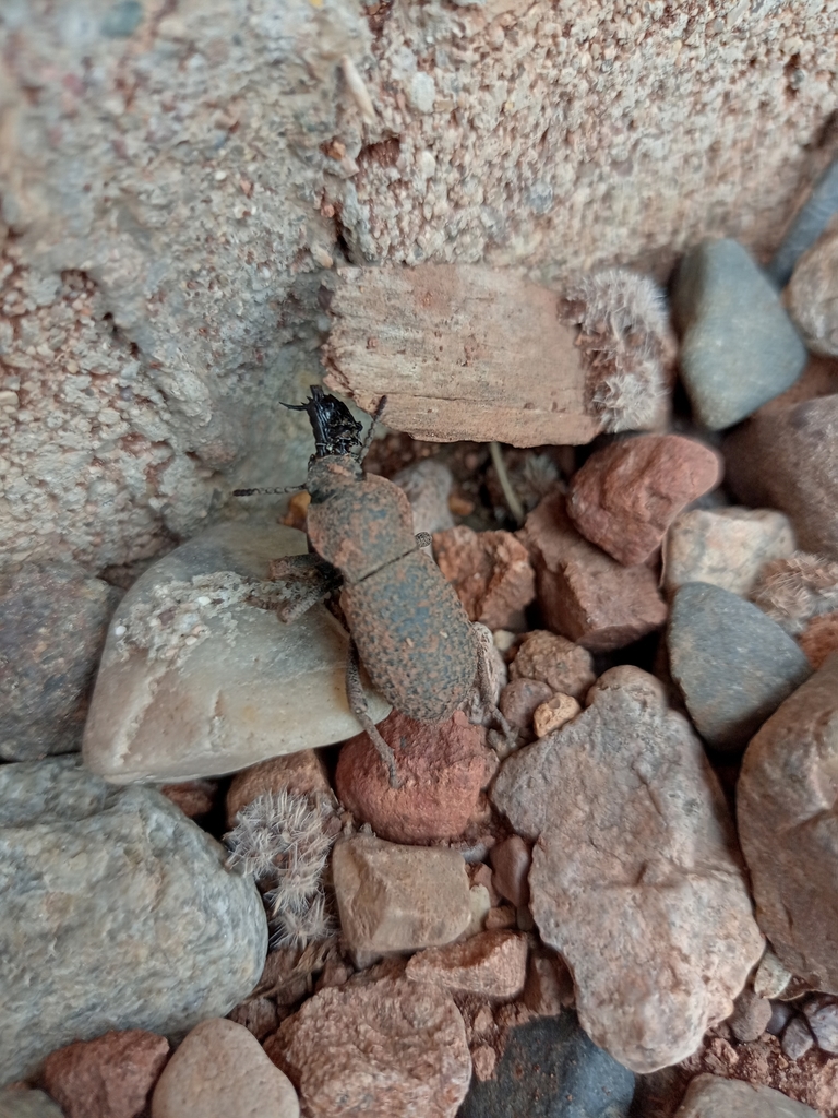 Cryptoglossa variolosa from santa ana on September 3, 2021 at 07:23 PM ...