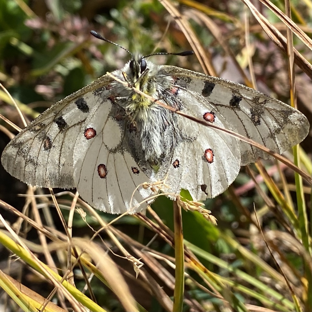 Rocky Mountain Parnassian from Pike and San Isabel National Forests ...