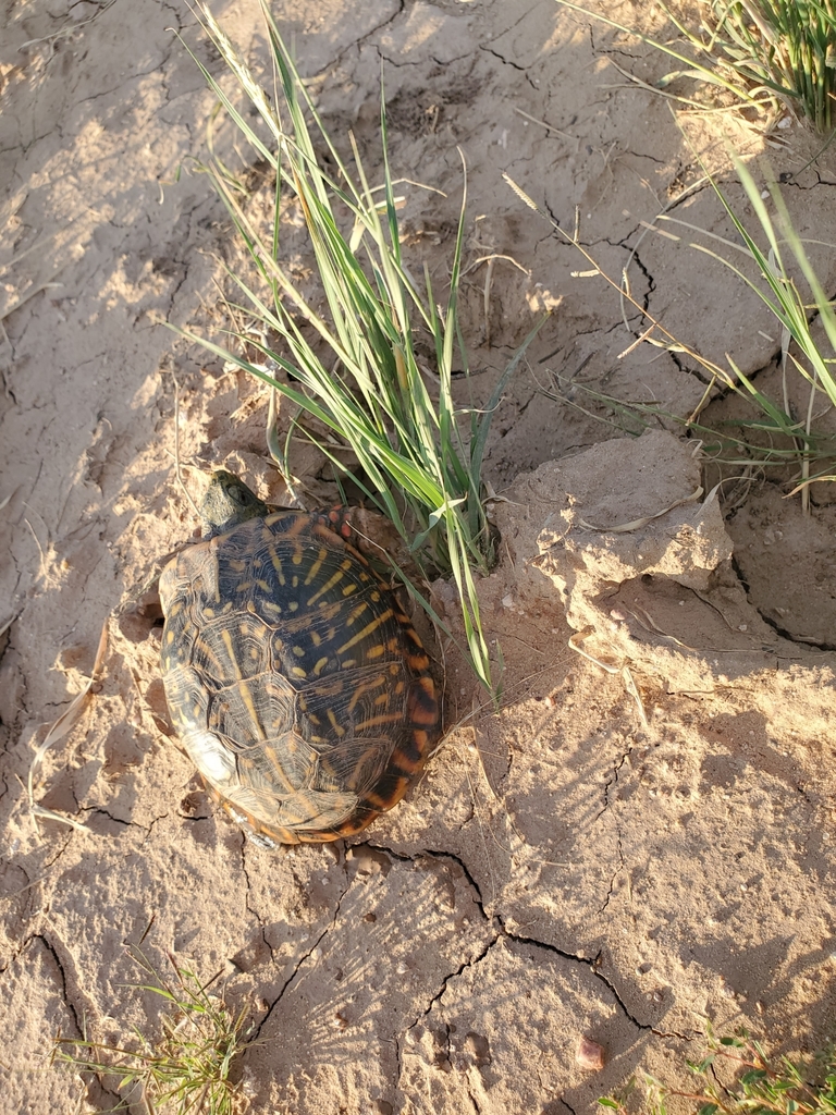Ornate Box Turtle from Valencia County, US-NM, US on September 5, 2021 ...