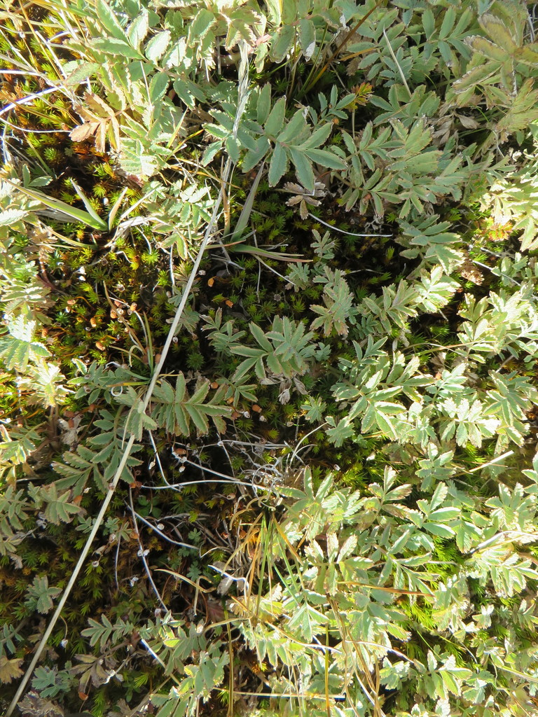 Bidibid from Stromness SIQQ 1ZZ, South Georgia and the South Sandwich ...