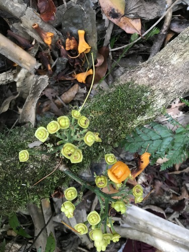 Oxera robusta · iNaturalist United Kingdom