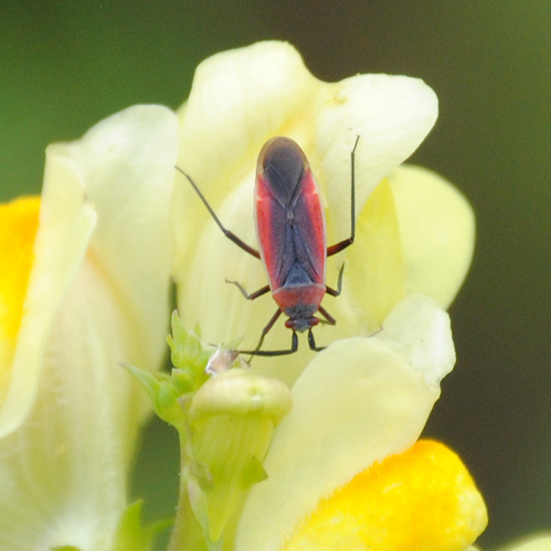 Lopidea instabilis from Wells, ME 04090, USA on August 10, 2021 at 11: ...