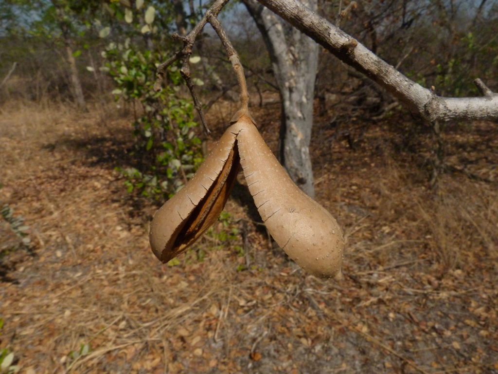sand-jasmine from Shangombo, Zambia on October 23, 2015 at 09:35 AM by ...