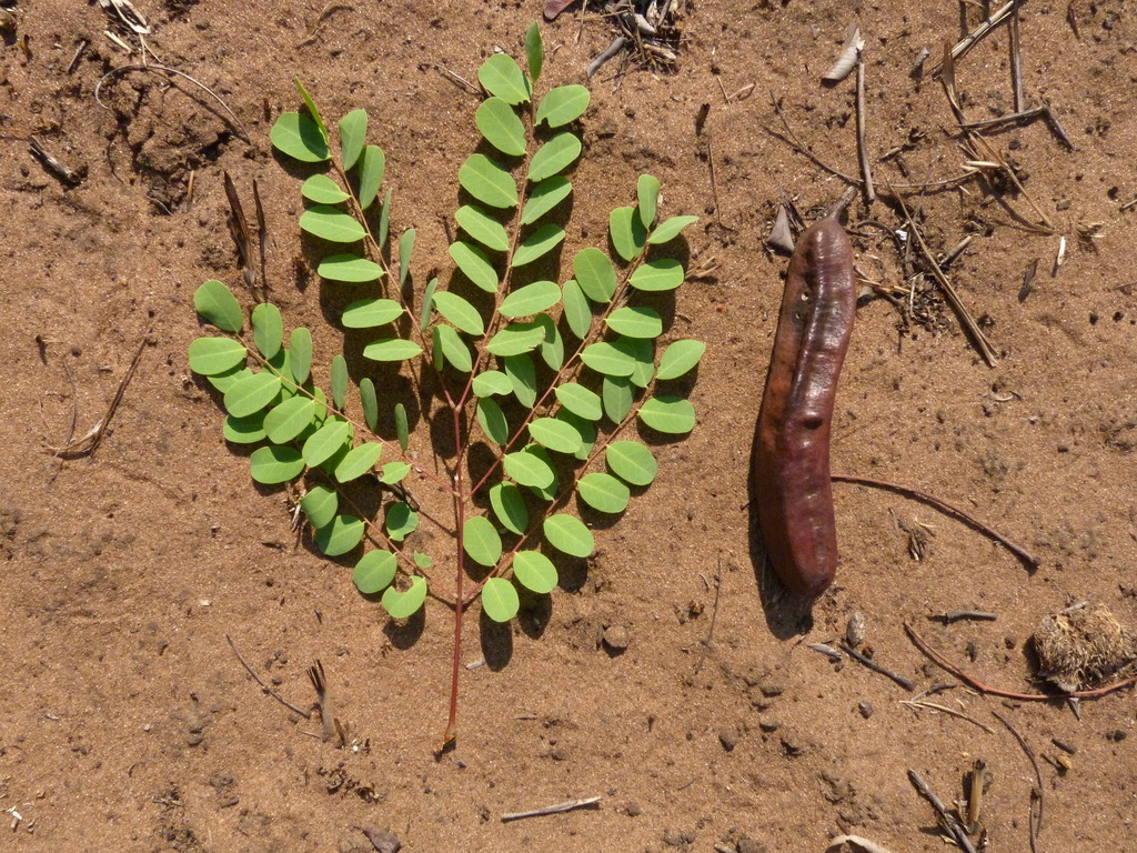 scotsmans-rattle from Shangombo, Zambia on October 25, 2015 at 08:44 AM ...