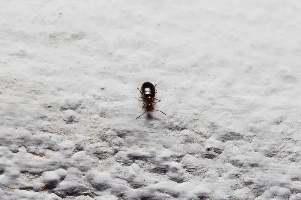 Ant-like Flower Beetles from North Aegean Region, Greece on August 4 ...