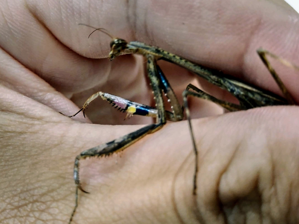 Asian Jumping Mantis from 233台灣新北市烏來區福山里 on August 17, 2020 at 12:30 AM ...