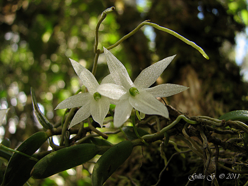 Angraecum clavigerum in March 2011 by GRUNENWALD · iNaturalist