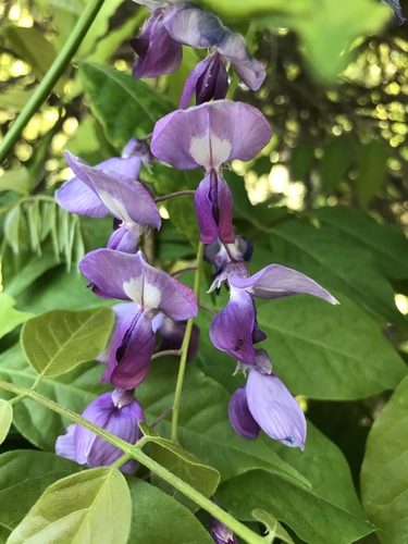 Japanese Wisteria (Wisteria venusta) · iNaturalist