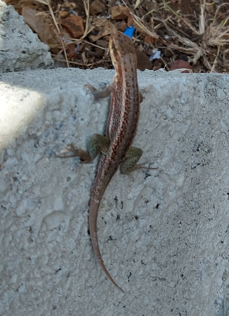 Haitian Curlytail Lizard from HVH2+P9Q, República Dominicana on ...