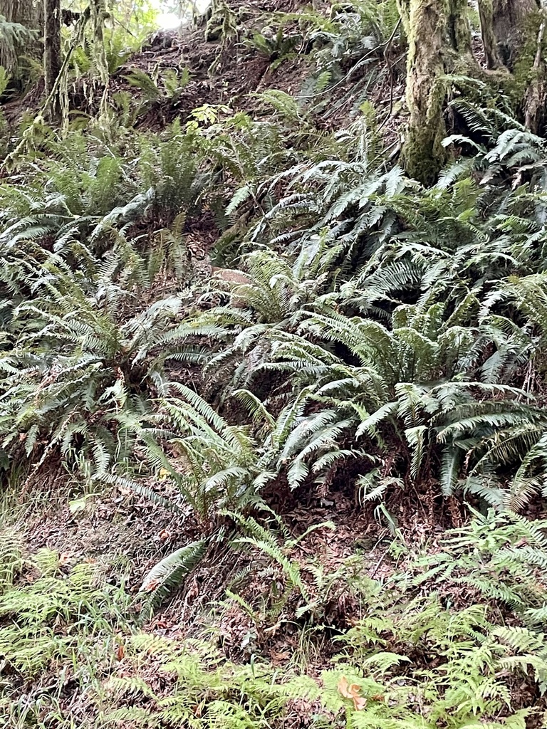 Western Bobcat from Preston-Snoqualmie Trail, Issaquah, WA, US on ...
