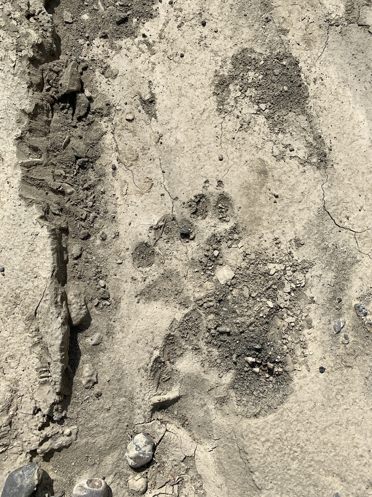 Carnivorans in September 2021 by Giorgi Natsvlishvili · iNaturalist