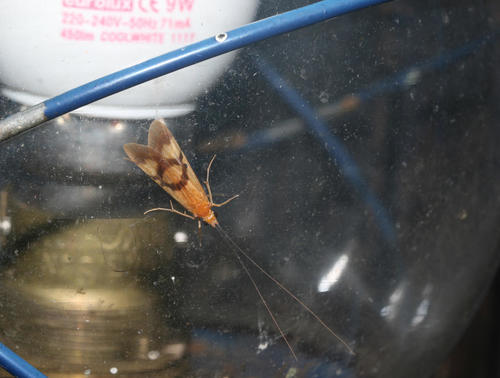 Macrostemum capense · iNaturalist