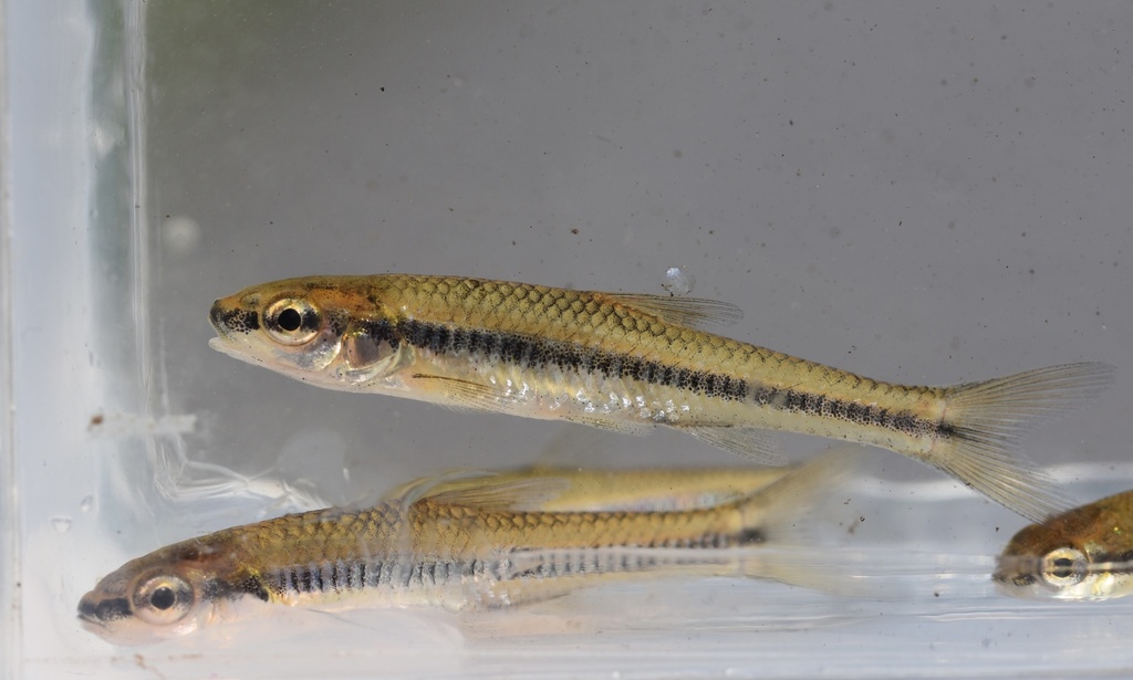 Blacknose Shiner