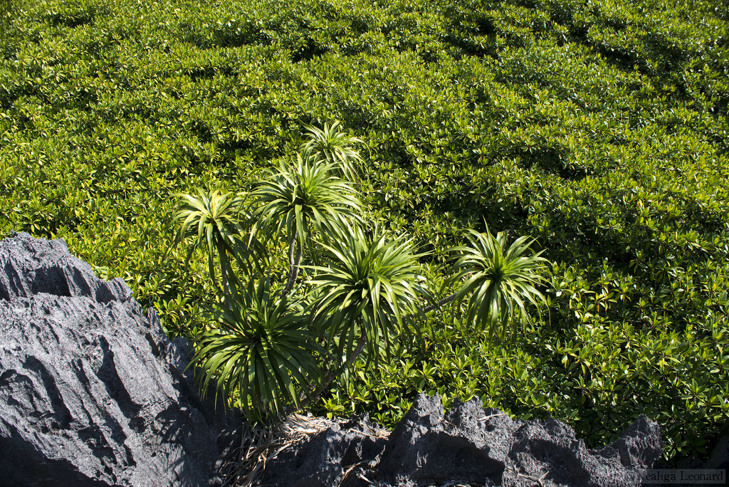 Cambodian Dragon Tree from Phù Long, Cát Hải, Hải Phòng, Vietnam on ...