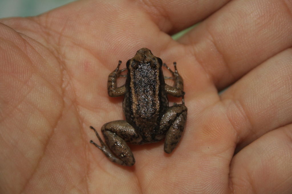 Skunk Frogs from Chinácota, Norte de Santander, Colombia on September 5 ...