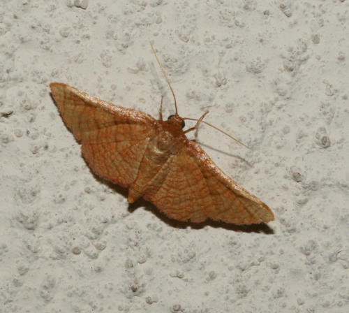 Pink Edged Lattice (Rhodoneura flavicilia) · iNaturalist