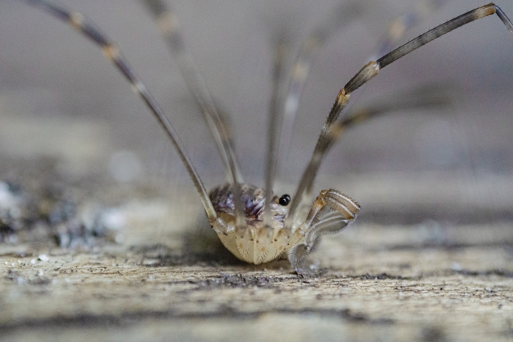Sabacon occidentalis from Goat Marsh, Cougar, WA, US on September 5 ...