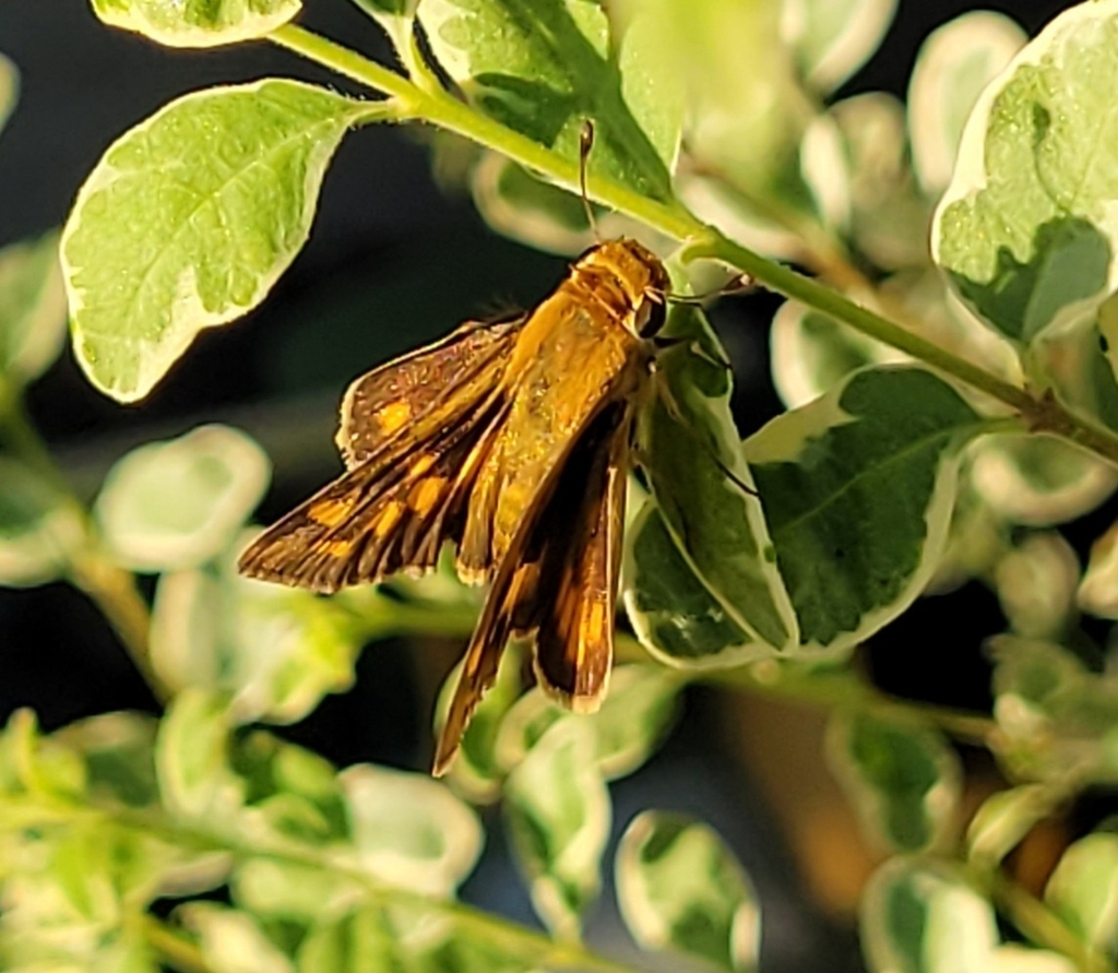 Fiery Skipper in September 2021 by Tannis. Female Fiery Skipper ...