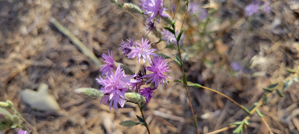 Sierra lessingia from El Capitan Crossover, California 95389, USA on ...