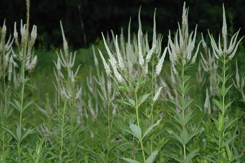 Culver's root (Mesic Prairie Plants of Minnesota) · iNaturalist