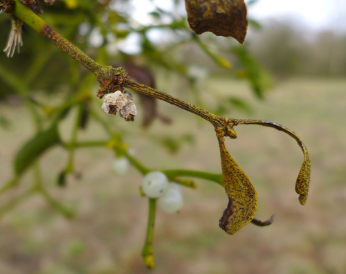 Genus Sphaeropsis · iNaturalist