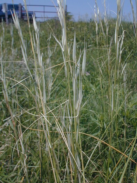 Porcupine Grass (Mesic Prairie Plants of Minnesota) · iNaturalist