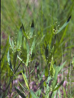 Prairie Panic Grass (Mesic Prairie Plants of Minnesota) · iNaturalist