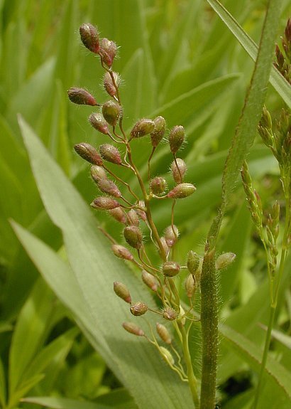 Scribner Panic Grass (Mesic Prairie Plants of Minnesota) · iNaturalist