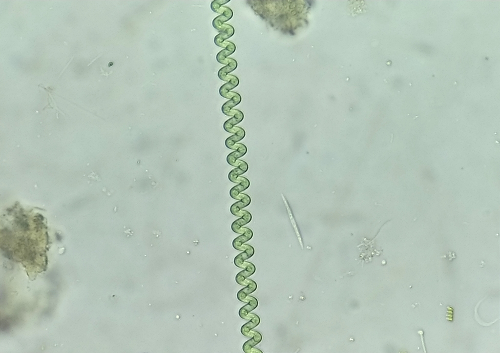 Spirulina from Río de Oro, Cesar, Colombia on September 06, 2021 at 11: ...