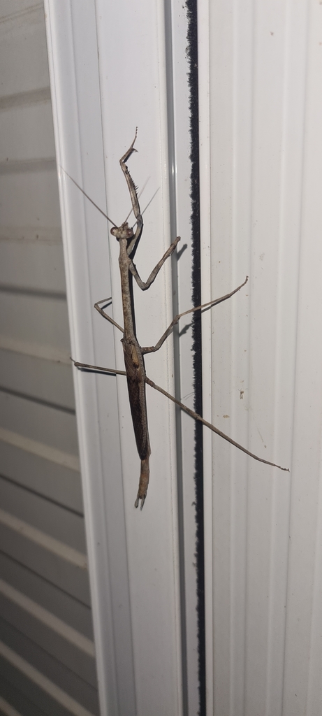 Austrovates variegata from Derby-West Kimberley, AU-WA, AU on September ...