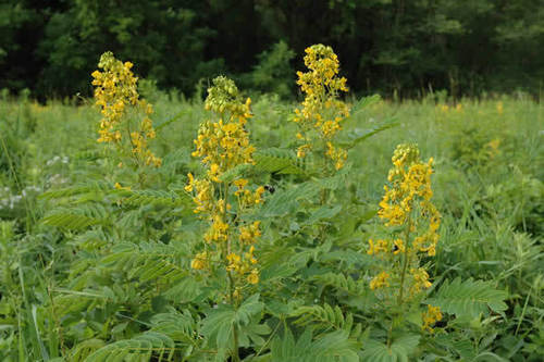 Wild Senna (Mesic Prairie Plants of Minnesota) · iNaturalist