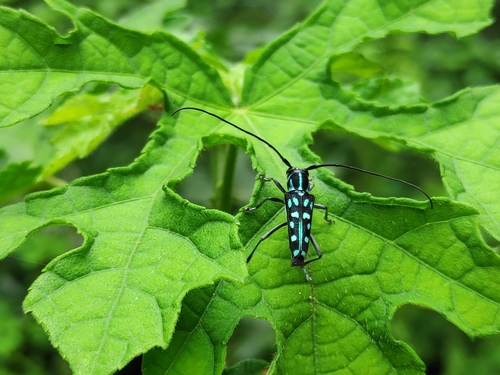 Glenea belli · NaturaLista Colombia