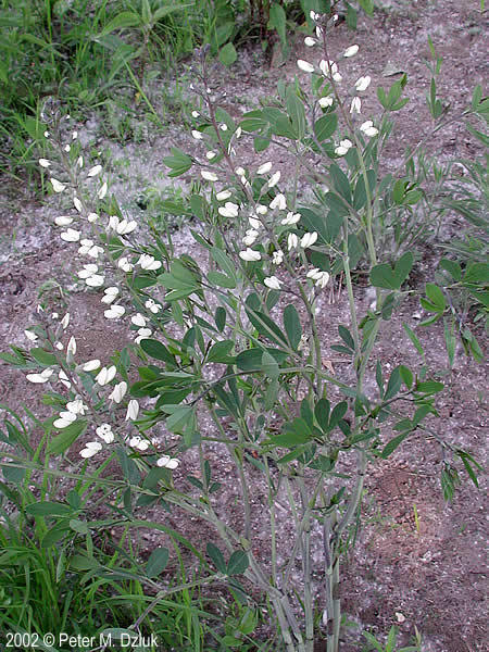 White Wild Indigo (Mesic Prairie Plants of Minnesota) · iNaturalist