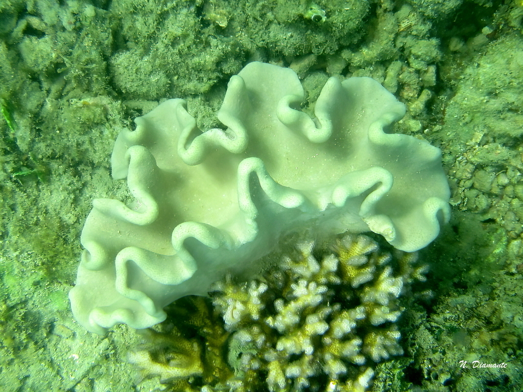 Lobophytum sarcophytoides from Taklong Island, Nueva Valencia ...