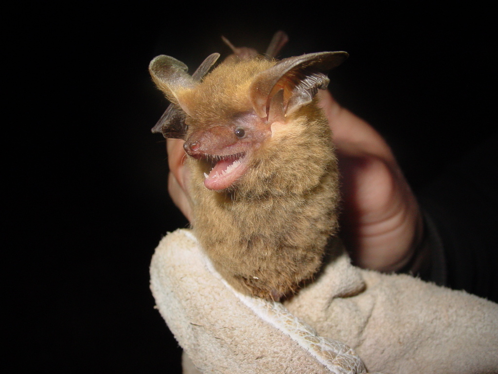 Southern Big-eared Brown Bat from Reserva Nacional Los Queules on ...