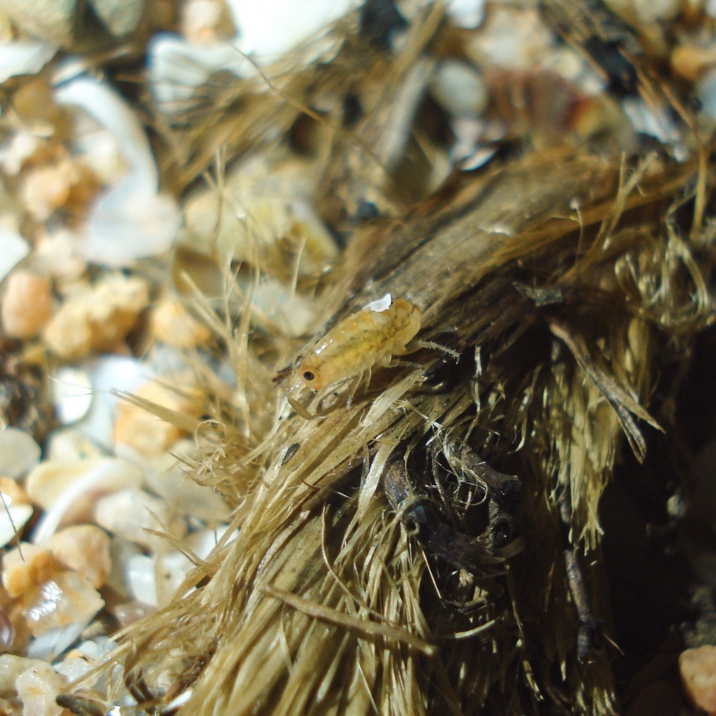 European Sand Hopper from Sardegna (Italia), Capoterra, Sardegna, IT on ...