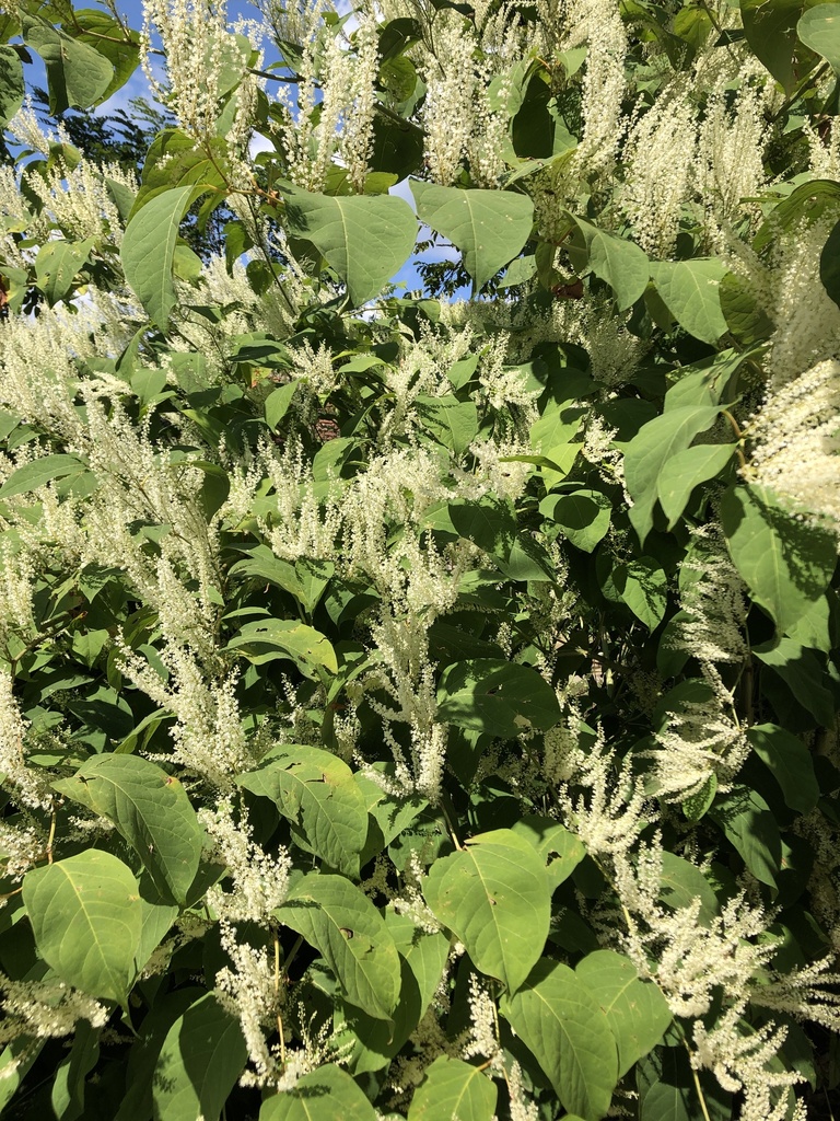 Japanese knotweed from Strada Epurești, Vâlcea, RO on September 07 ...