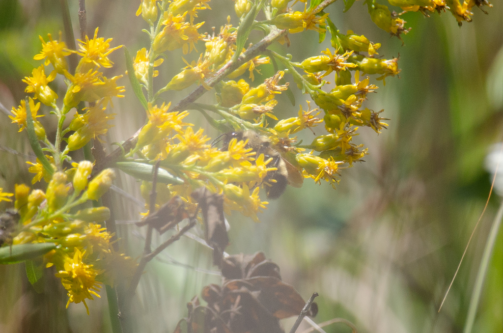 Lemon Cuckoo Bumble Bee from Grant County, WI, USA on September 5, 2021 ...