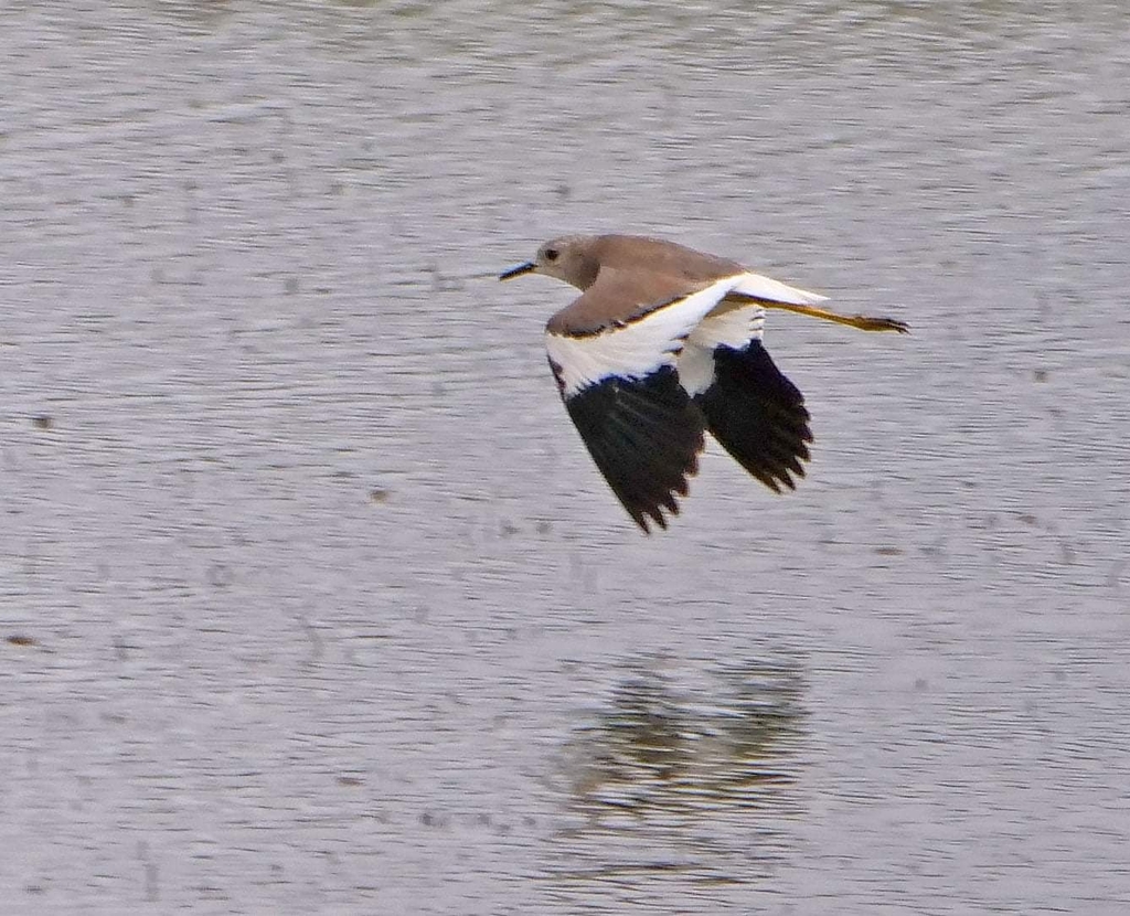 White-tailed Lapwing from RSPB Blacktoft Sands on September 1, 2021 at ...