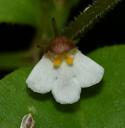Vandellia diffusa · iNaturalist Mexico