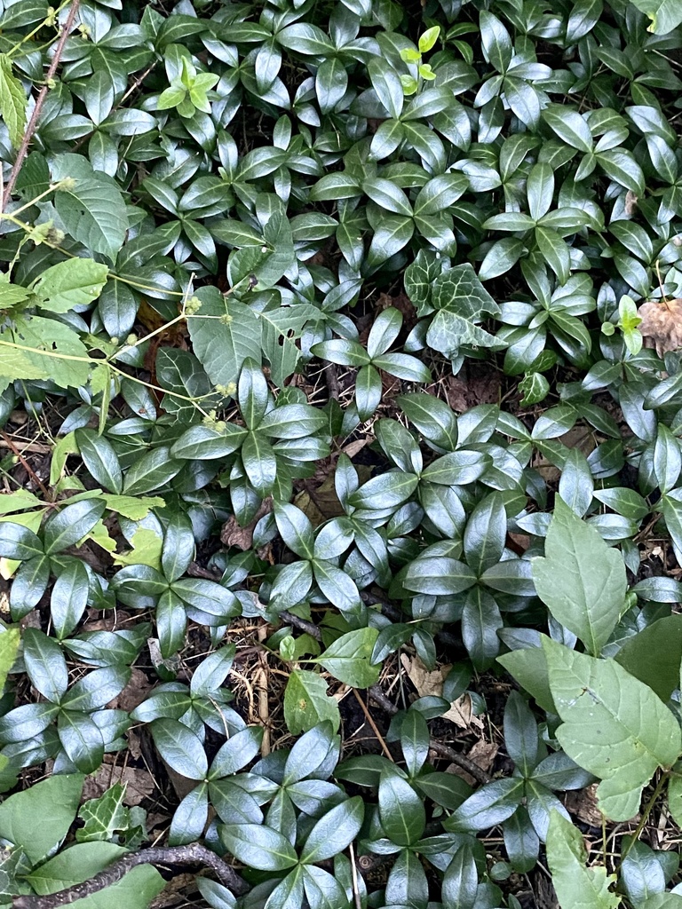 lesser periwinkle in September 2021 by Hailey Tait · iNaturalist