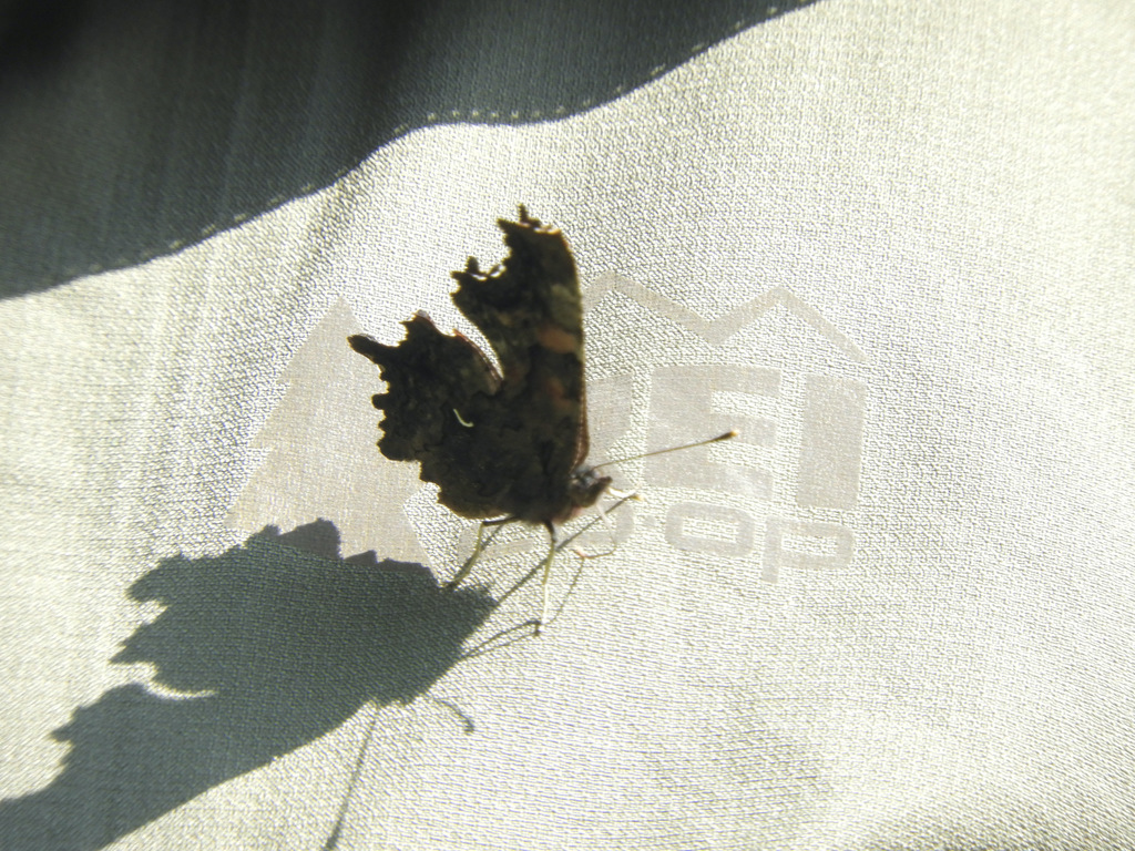 Green Comma in August 2021 by John McKay · iNaturalist