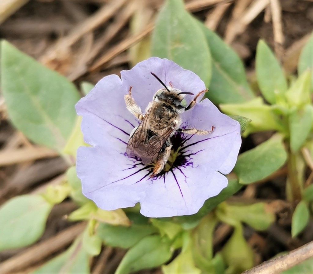 Longhorn Bees from Lomas de Amancaes, Lima, Peru on September 05, 2021 ...
