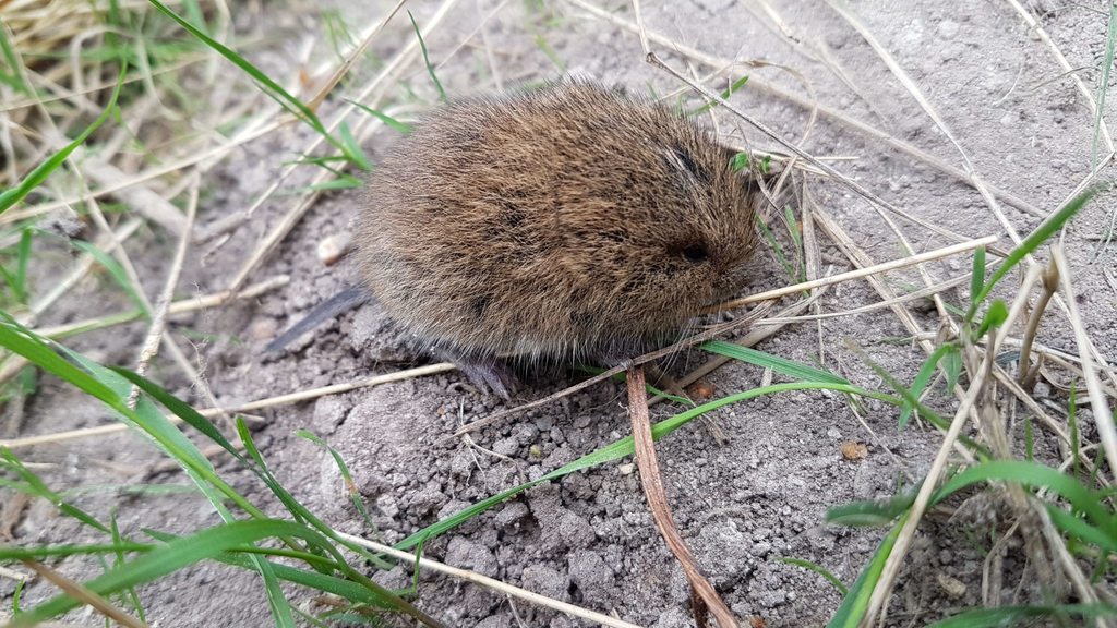 Field Vole from Hampshire, UK on September 2, 2021 at 05:32 PM by Inka ...