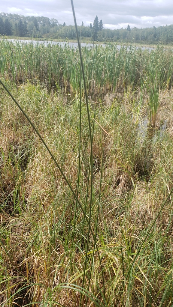 hardstem bulrush from Miquelon Lake Provincial Park on September 2 ...