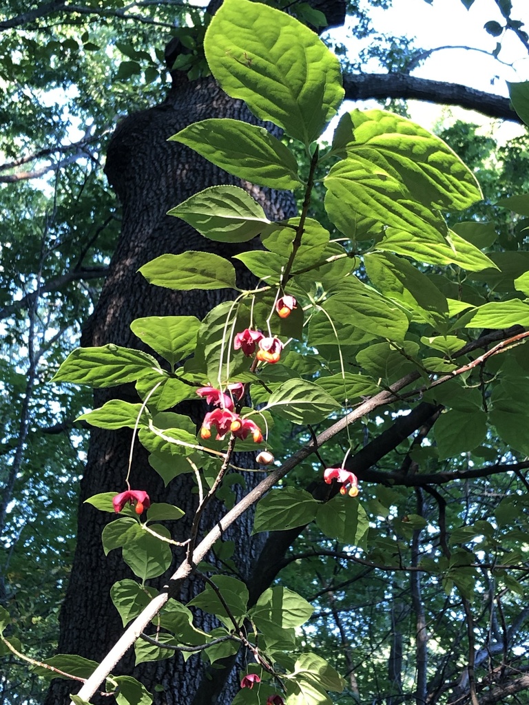 Large-leaved Spindle from Olmsted Park, Boston, MA, US on September 07 ...