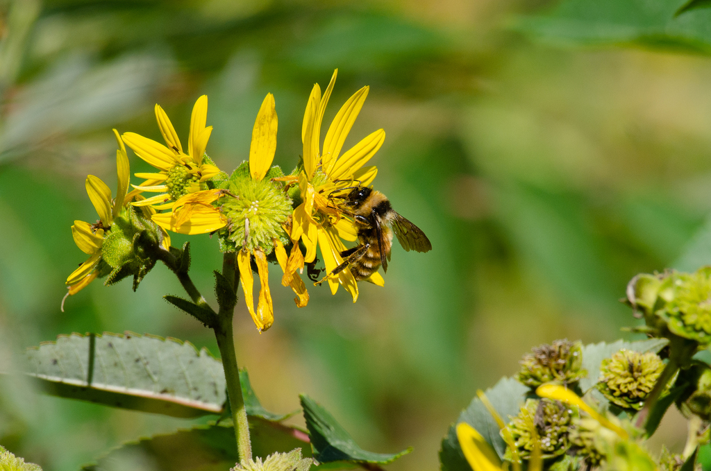 American Bumble Bee from Jackson County, IA, USA on September 06, 2021 ...