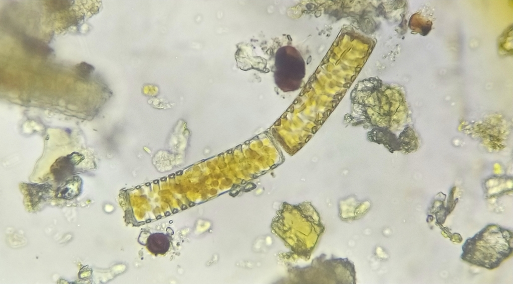 Tetracyclus from San Martín, Cesar, Colombia on September 7, 2021 at 09 ...