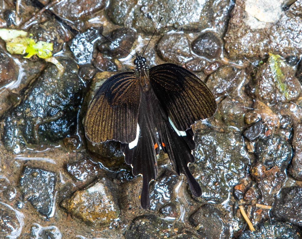 Red Helen Swallowtail from Bali, Banjar, Bali, ID on May 10, 2021 at 07 ...