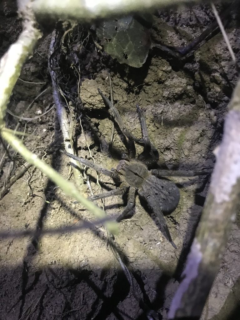 Armed Spiders from São Luís do Paraitinga, SP, BR on September 07, 2021 ...